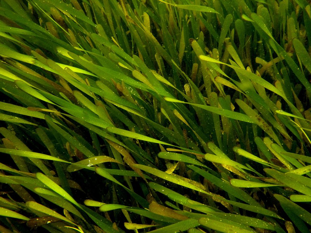 What the Gulf Gives: Benefits of Seagrass – South Mississippi Living