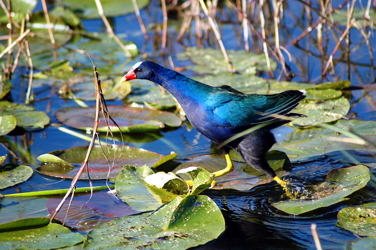 Birds A Plenty – South Mississippi Living