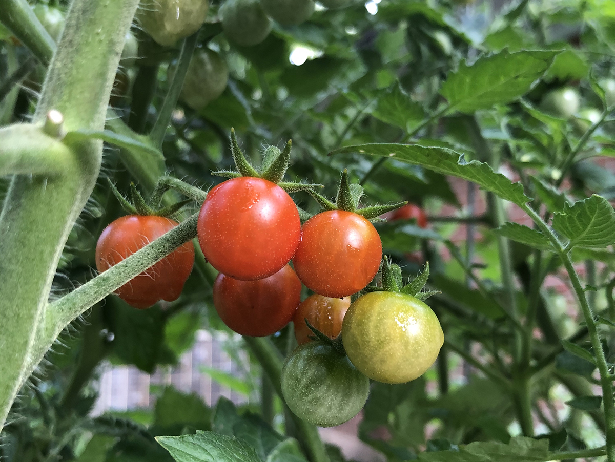 Tomato Time – South Mississippi Living