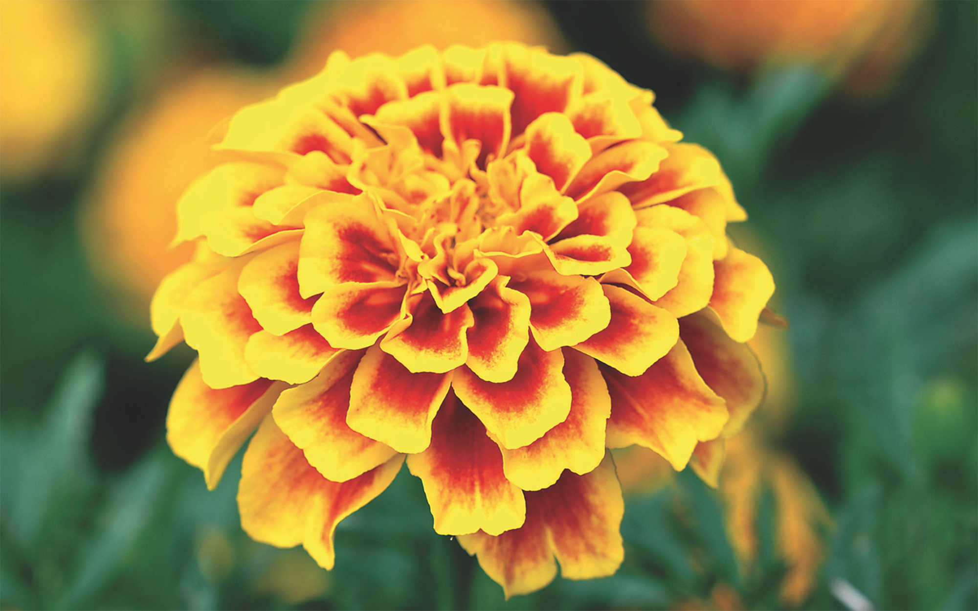 Marigolds – South Mississippi Living